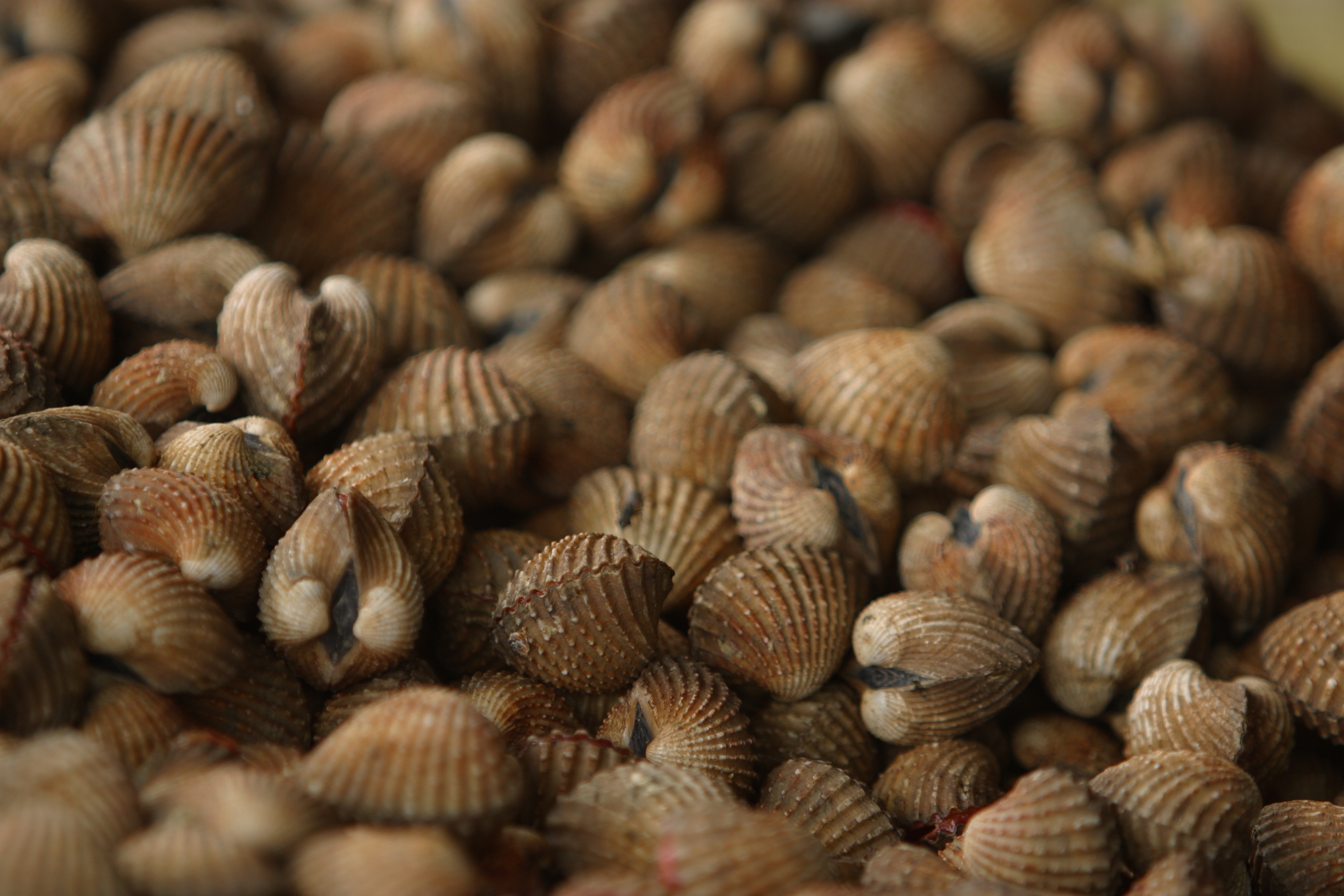 Kitsap, Whatcom counties close some areas to shellfishing | king5.com