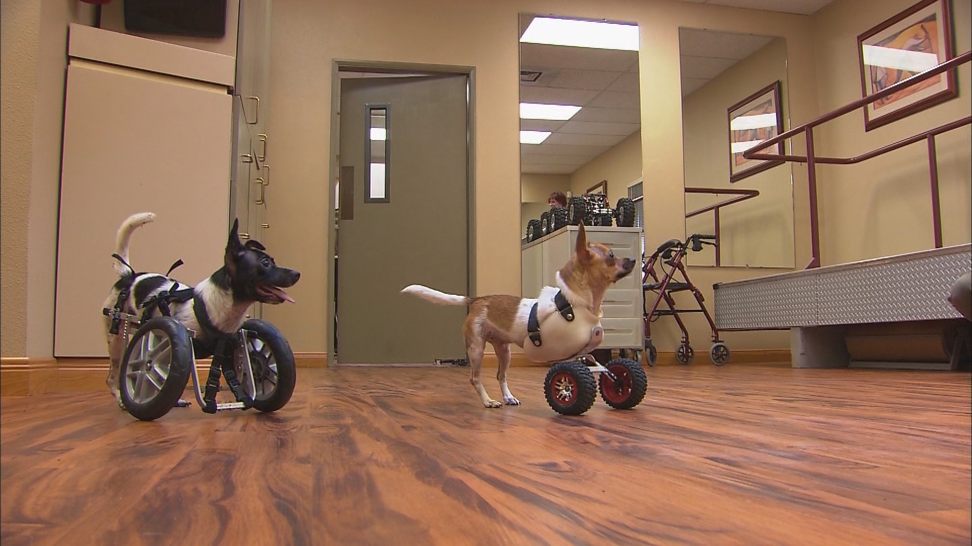 Legless dogs amaze | king5.com
