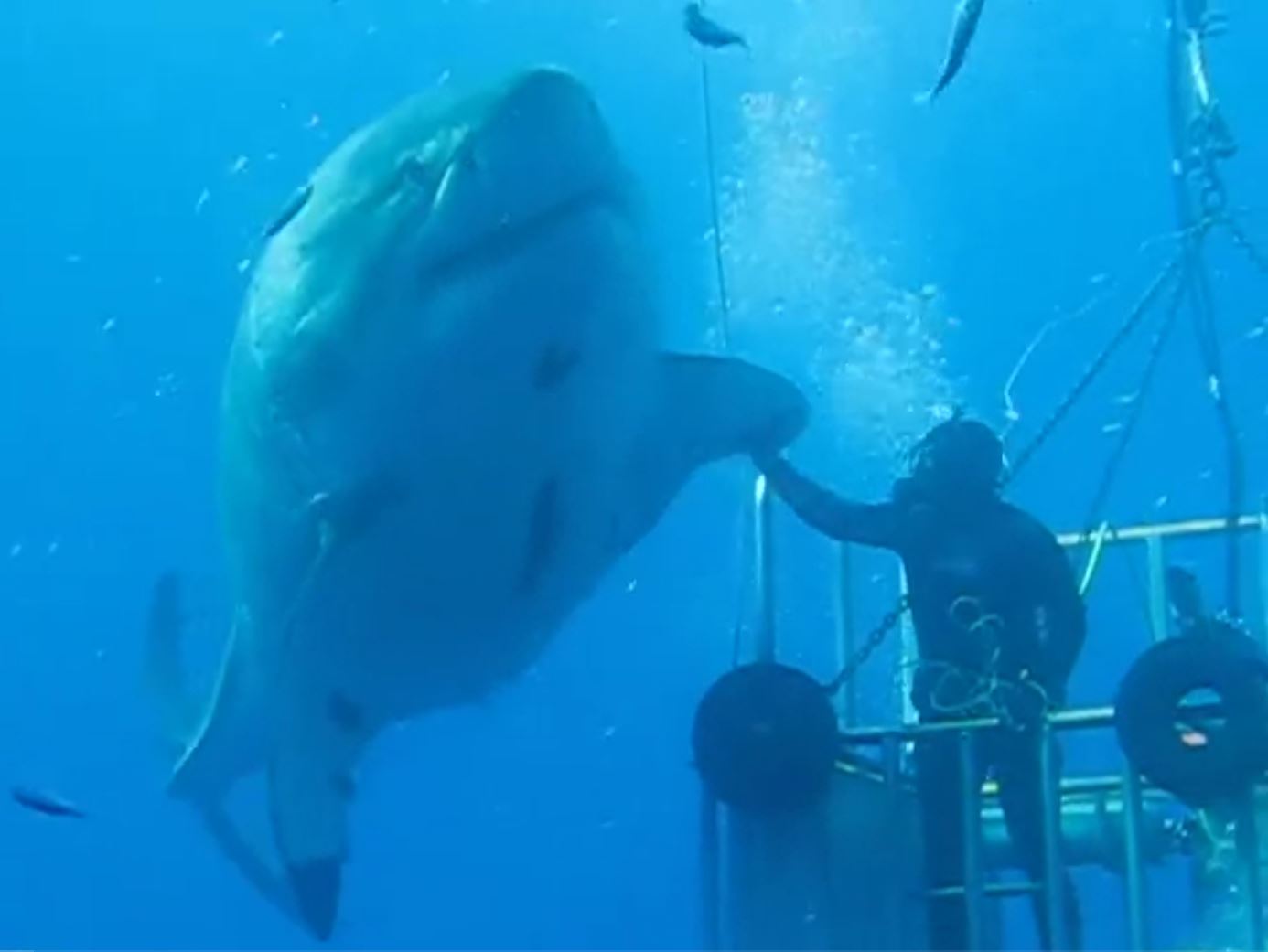 Diver leaves cage to give huge great white shark a high five | king5.com