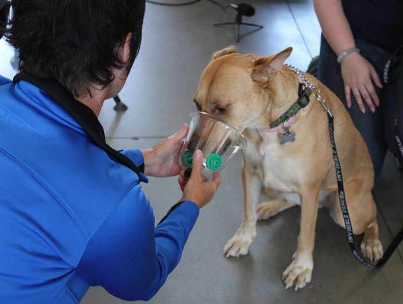 Seattle fire crews receive 20 pet oxygen masks | king5.com