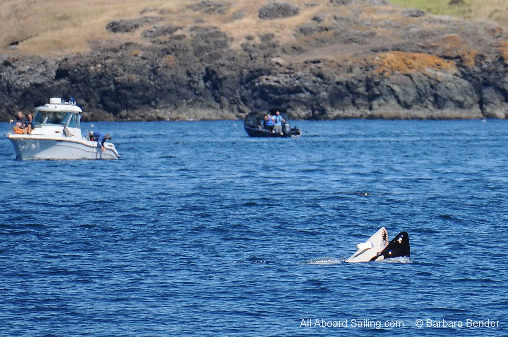Orca spotted with fishing lure hanging from mouth | king5.com