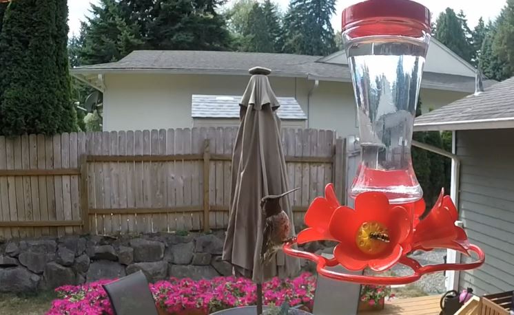 Hummingbird feeder + GoPro = awesome | king5.com