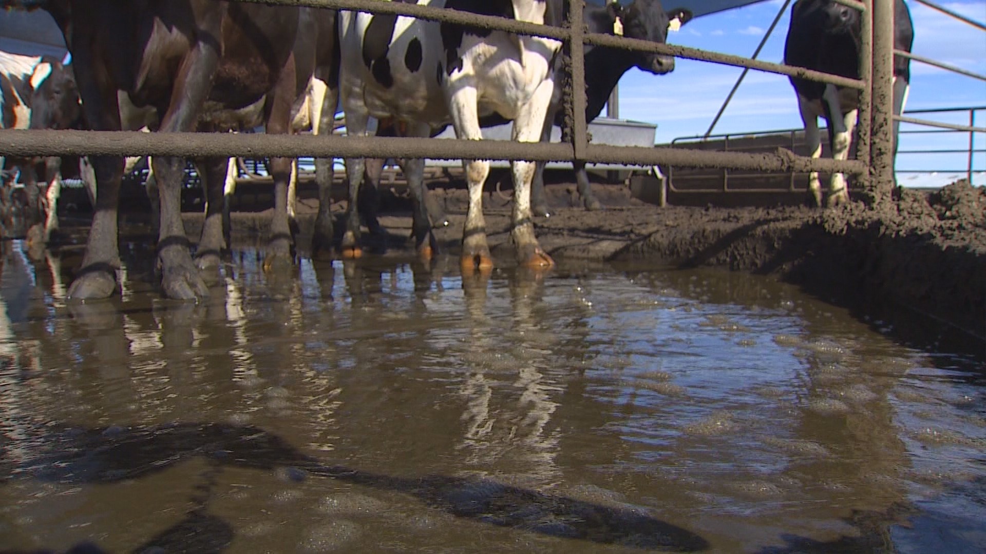 Ecology permit tightens manure disposal rules | king5.com