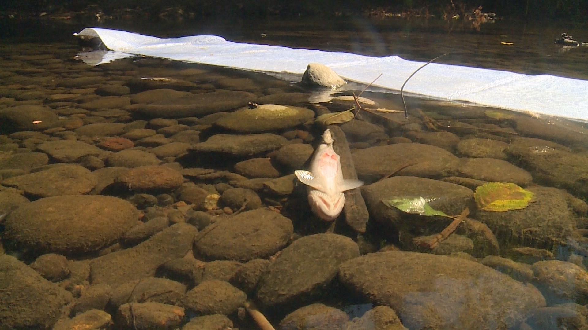 Gallons of cooking oil kills fish for miles | king5.com