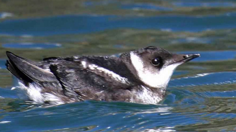 Marbeled murrelet survival project underway | king5.com