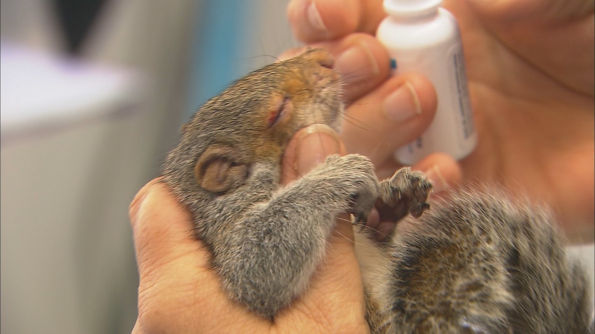 Wild animals get a second chance at freedom | king5.com