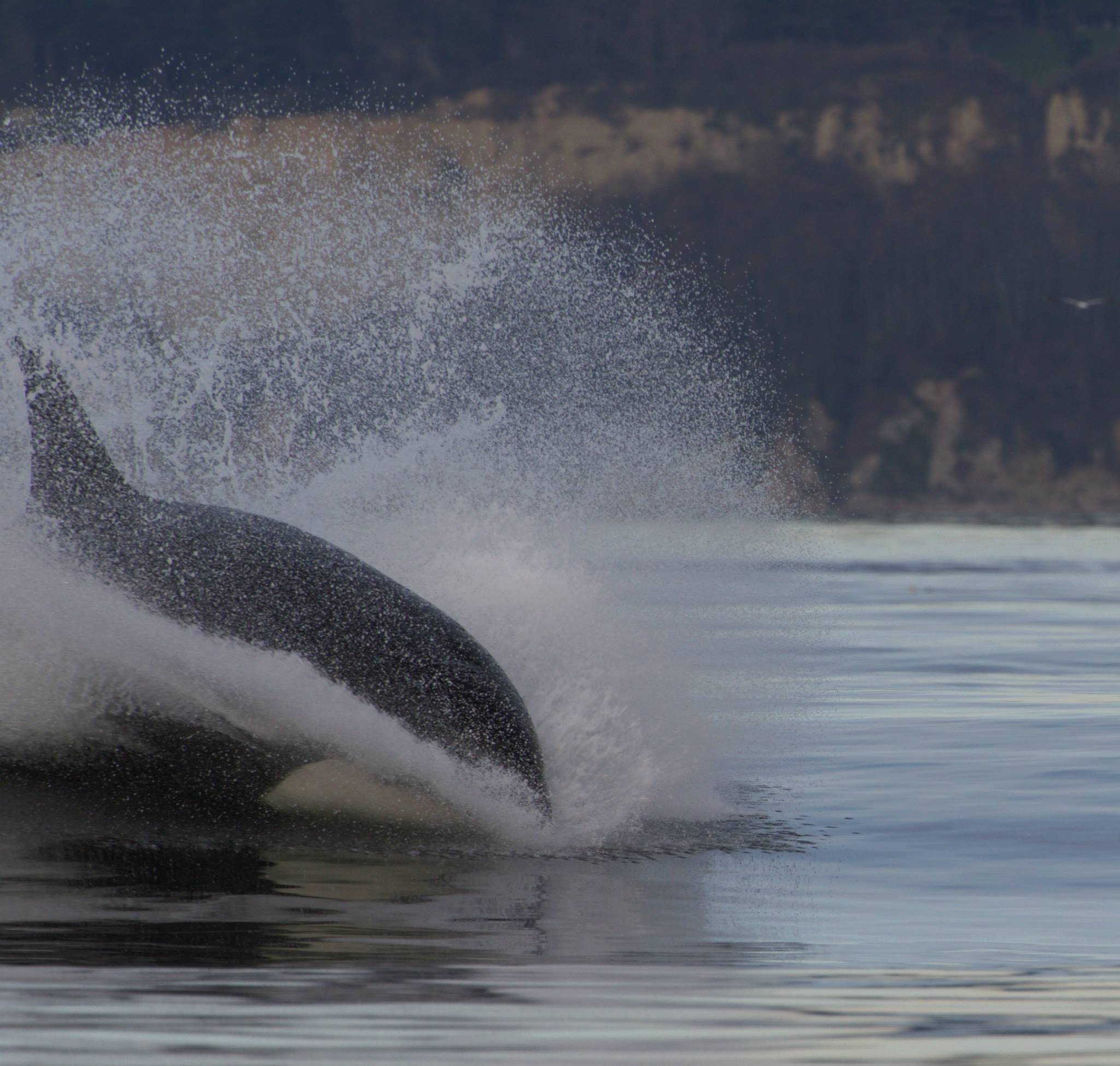 Explore the PNW: Transient orcas near Point No Point | king5.com