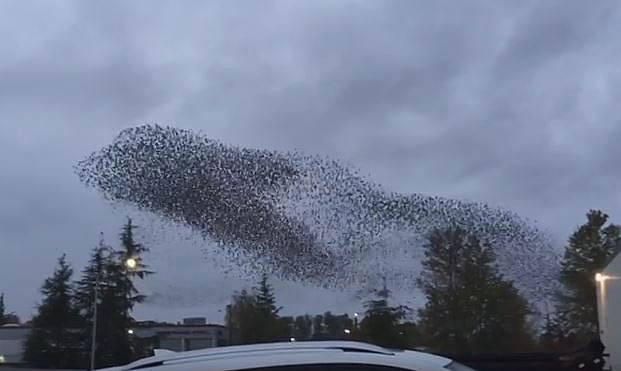 Raven Swarm
