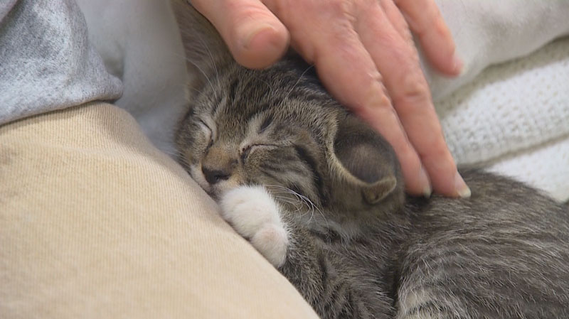 Sending cats to prison: A 'win-win' | king5.com