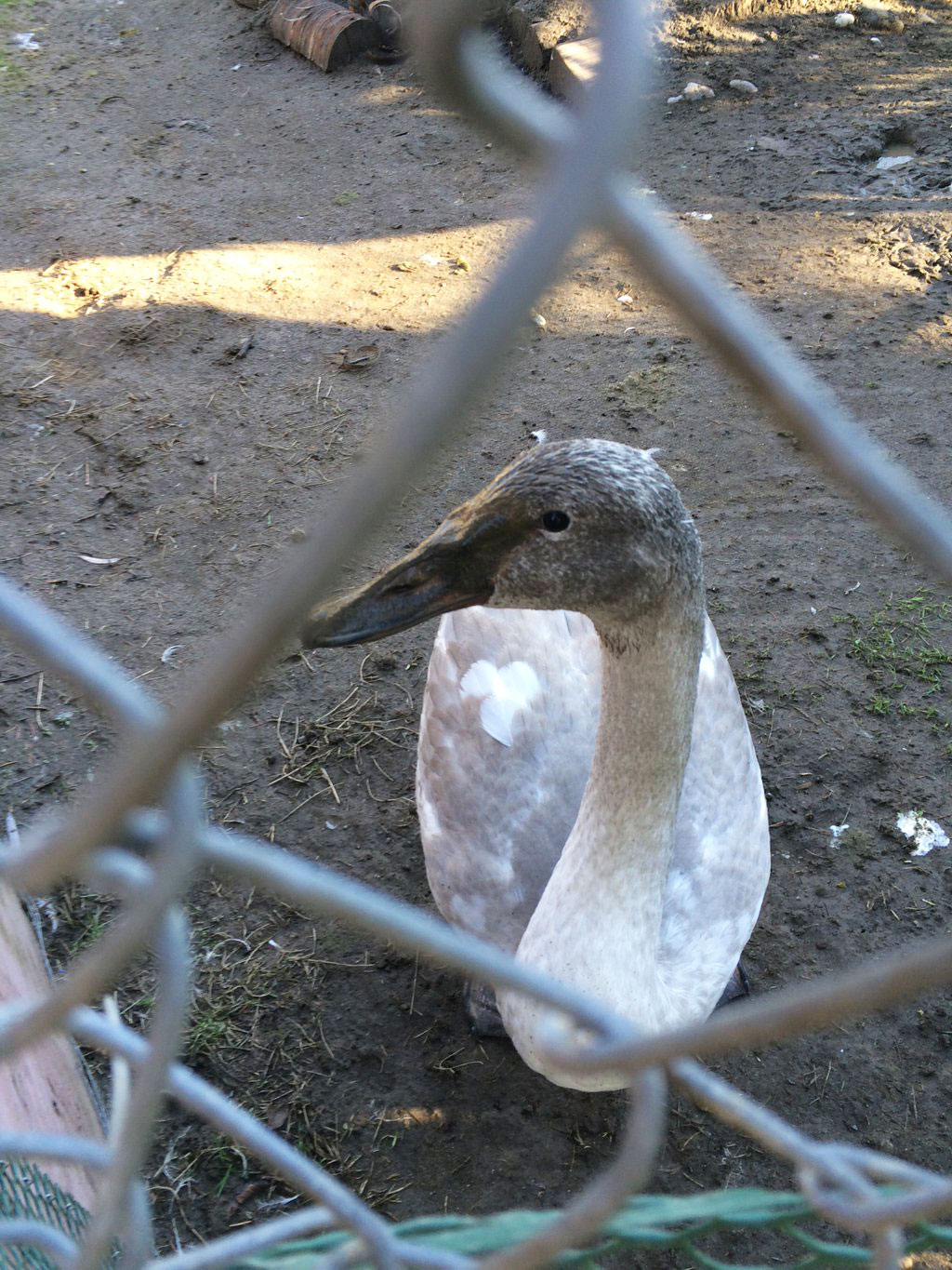 Alarming number of trumpeter swan deaths in North Sound | king5.com