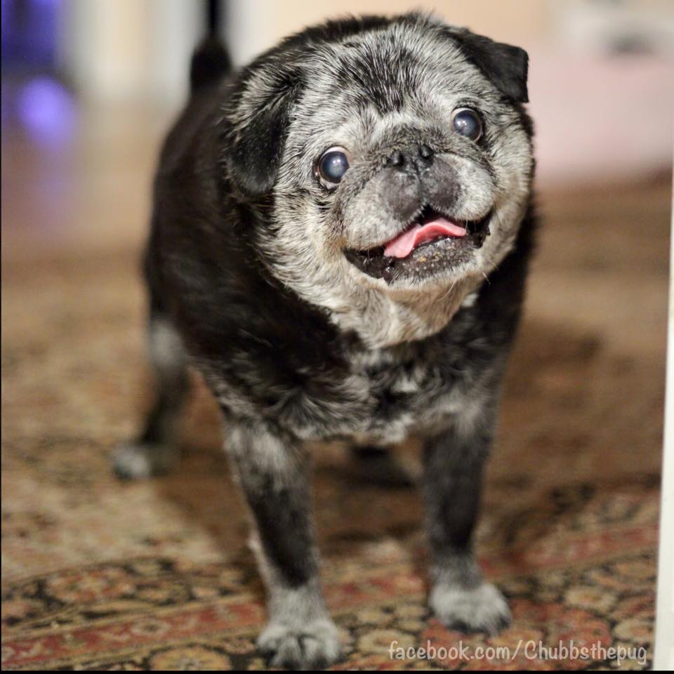 Star Wars + adorable pug = 'Wampug' | king5.com