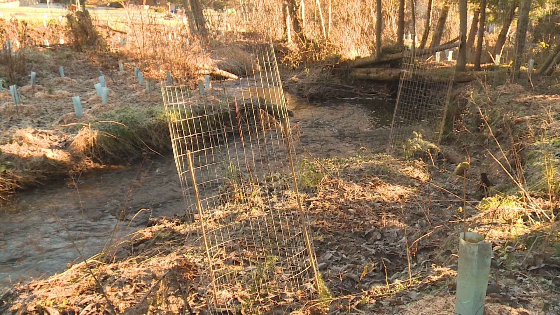 Salmon restoration efforts focus on private property | king5.com