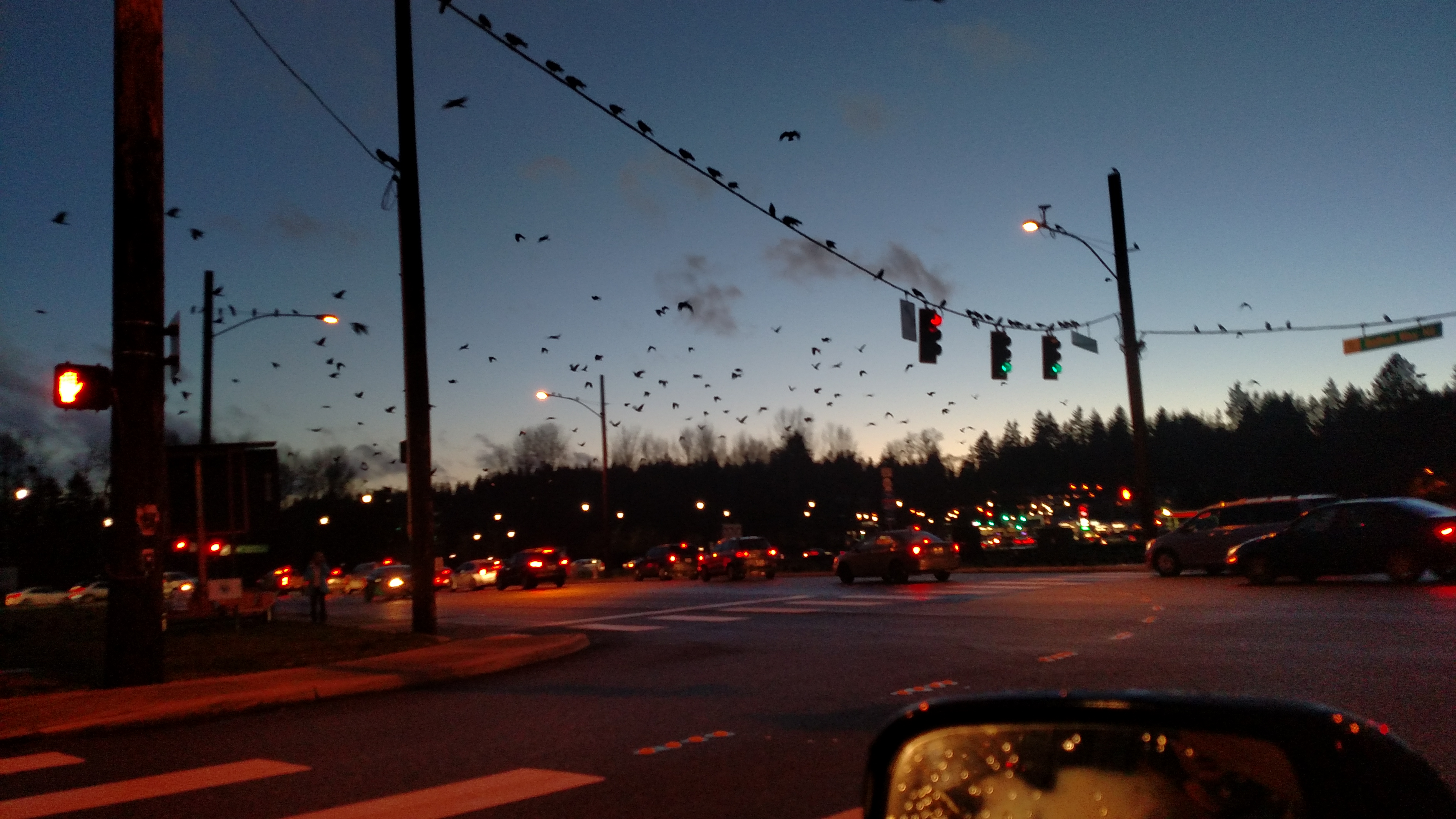PHOTOS: Crows descend on Bothell | king5.com