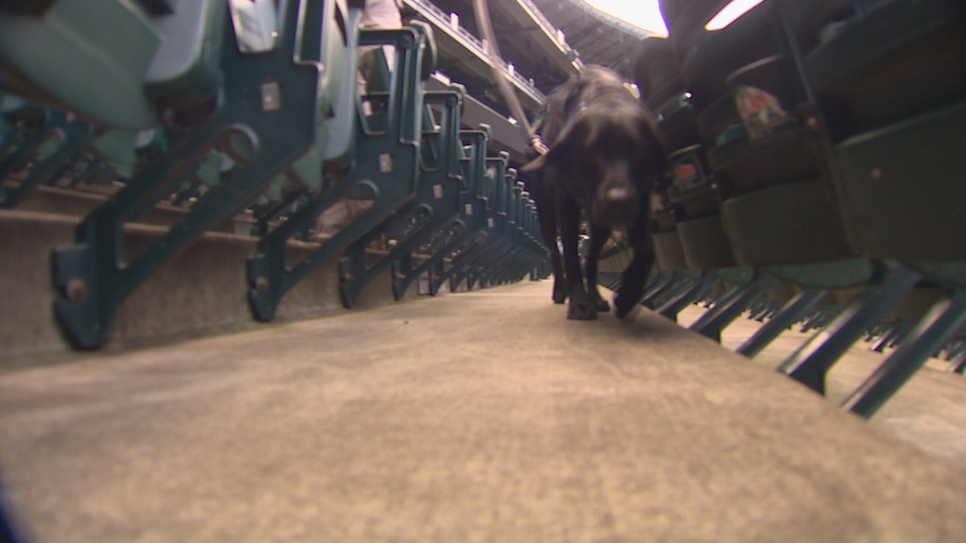 Seattle ATF bomb team provides Super Bowl security | king5.com