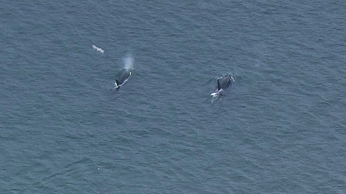 WATCH: Orca pod spotted in Elliott Bay | king5.com