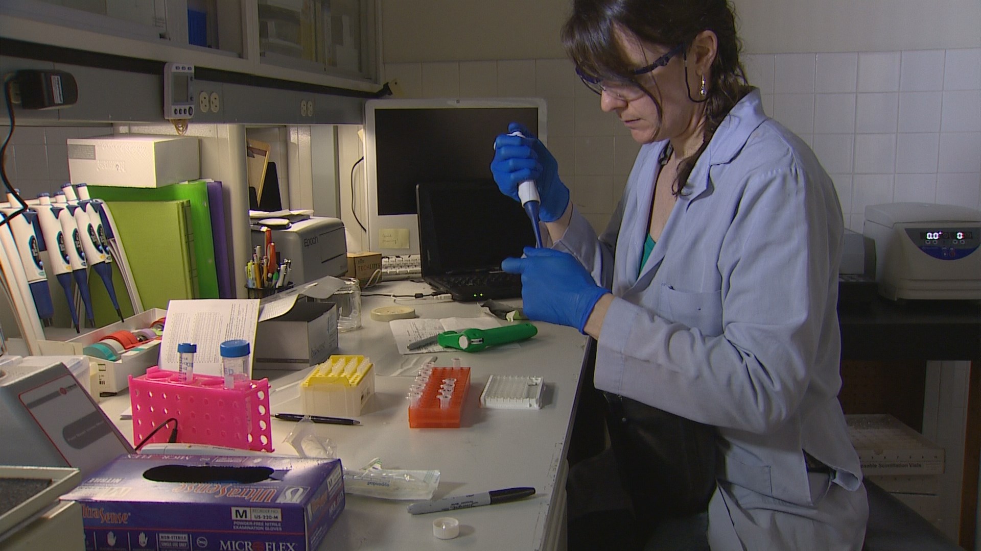 Marine mammal tissue tested for toxins | king5.com