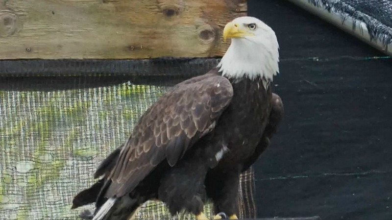 Bald eagle released in downtown Portland | king5.com