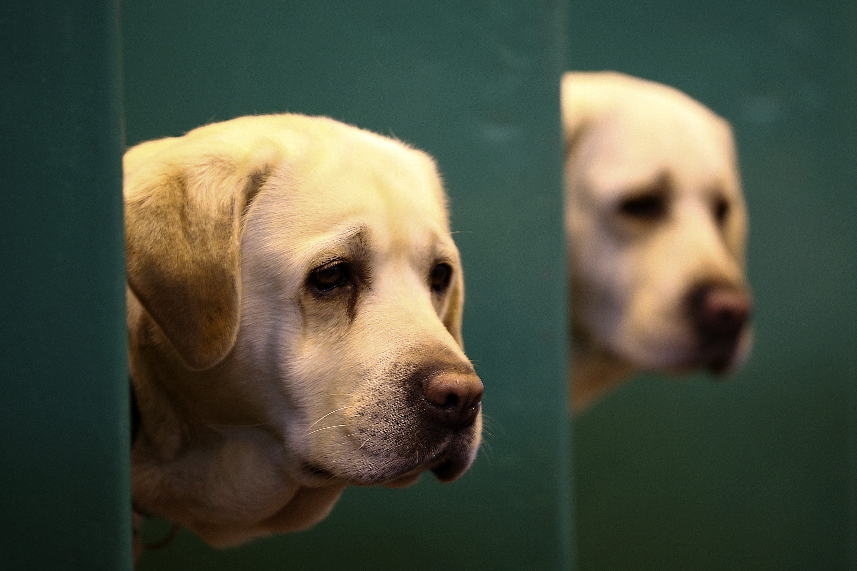 Here are America's ten most popular purebred dogs | king5.com