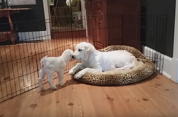 WATCH: Baby goat and puppy make cutest friendship | king5.com