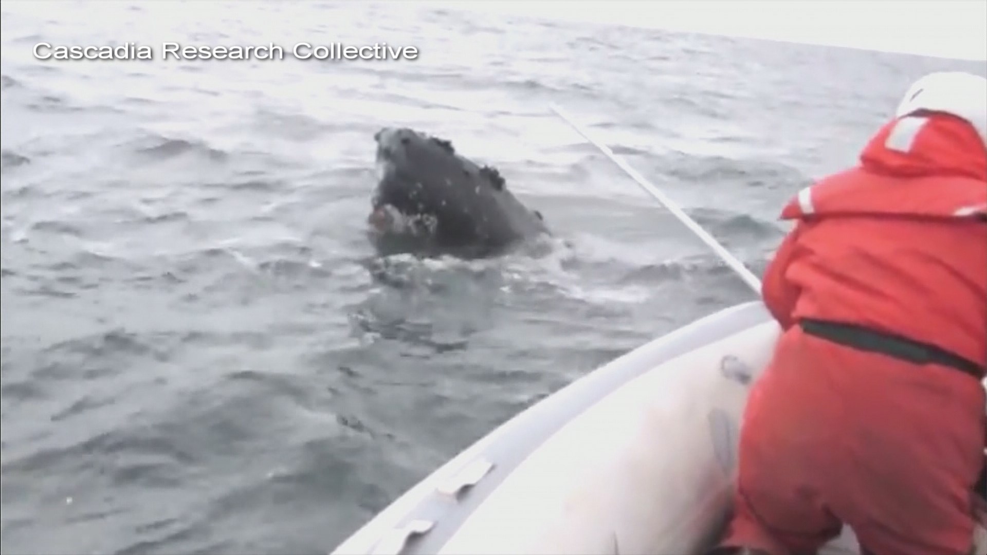 Whales tagged with cameras dive into new research world | king5.com