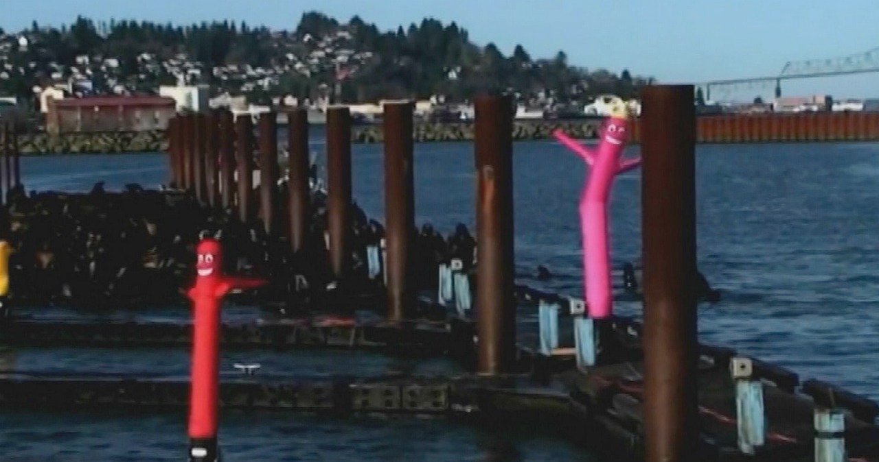 Inflatable 'dancers' are latest Astoria sea lion hazing tools | king5.com