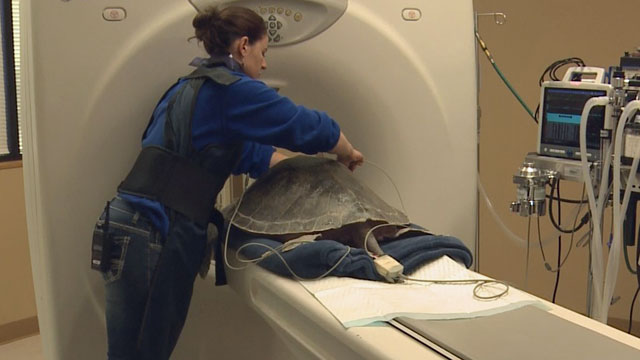 Sea turtle CT scan checks hyperbaric success | king5.com