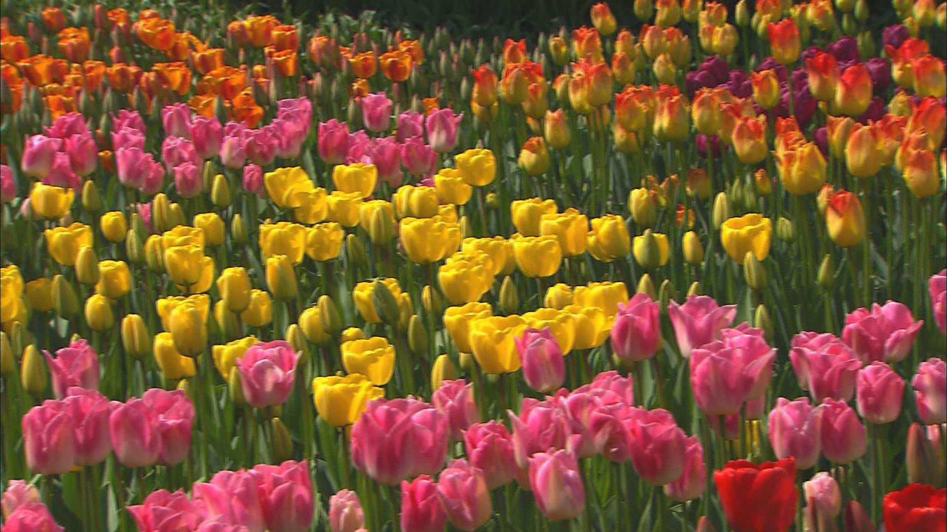 Heading to the Tulip Festival? Here's what you need to know | krem.com