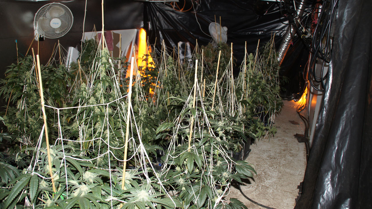 Police find secret marijuana garden after break-in | king5.com