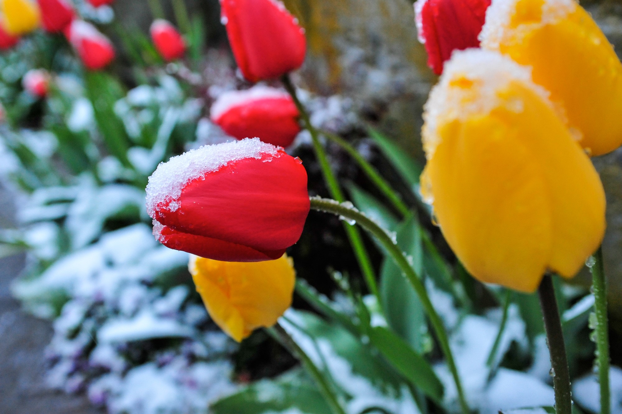 PHOTOS: Snow in Seattle on April 18, 2008 | king5.com
