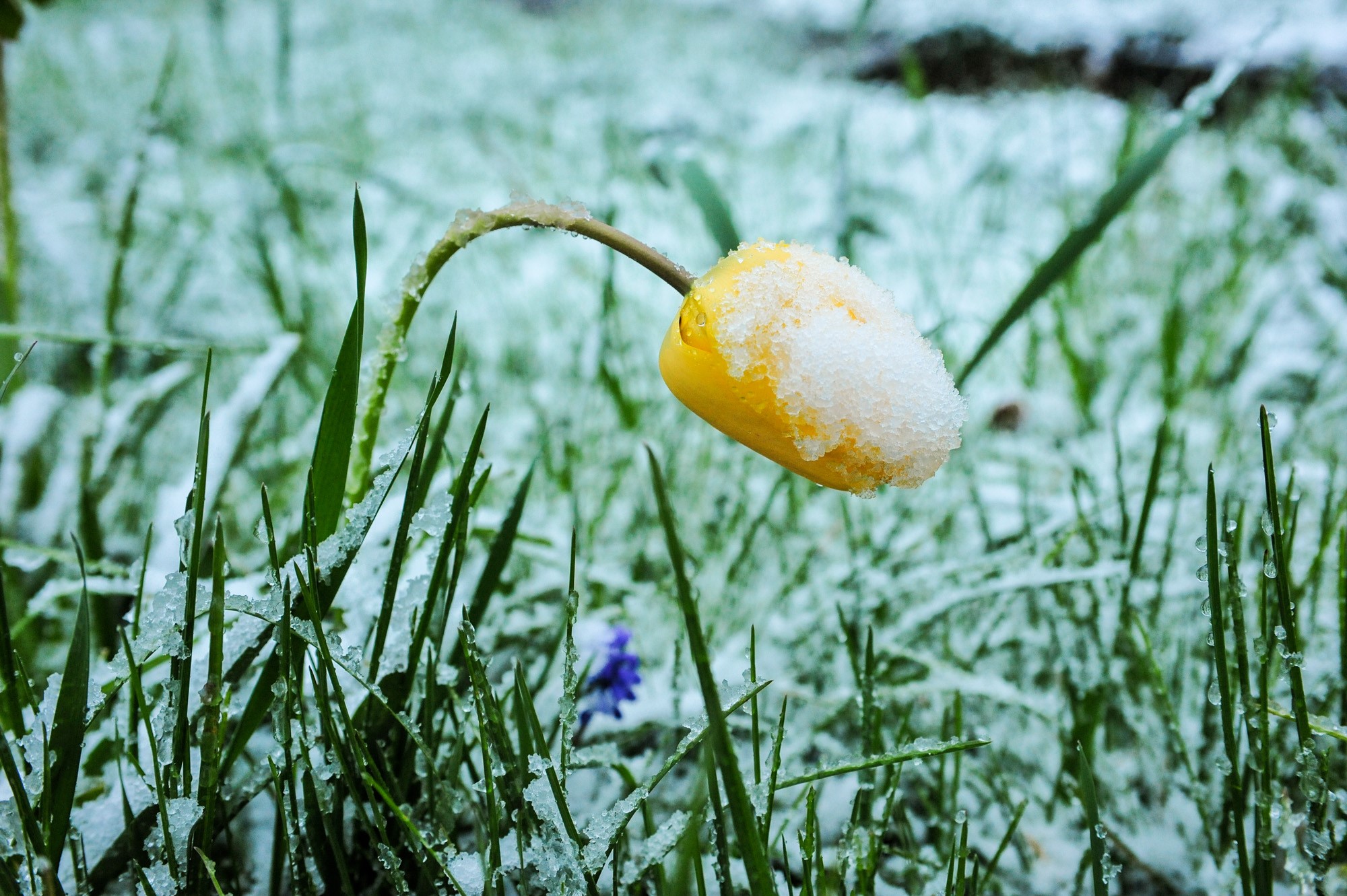 PHOTOS: Snow in Seattle on April 18, 2008 | king5.com