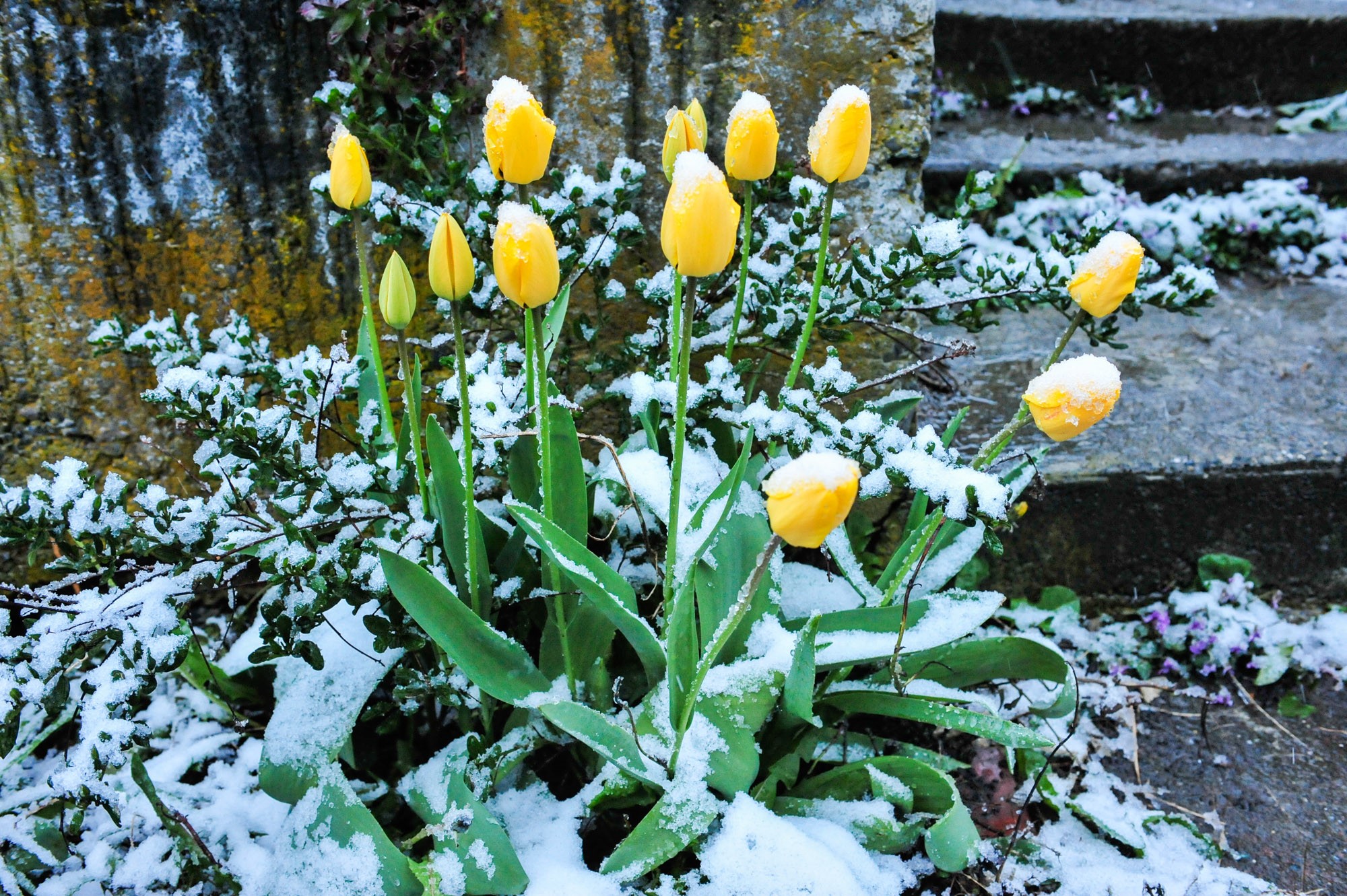 PHOTOS: Snow in Seattle on April 18, 2008 | king5.com