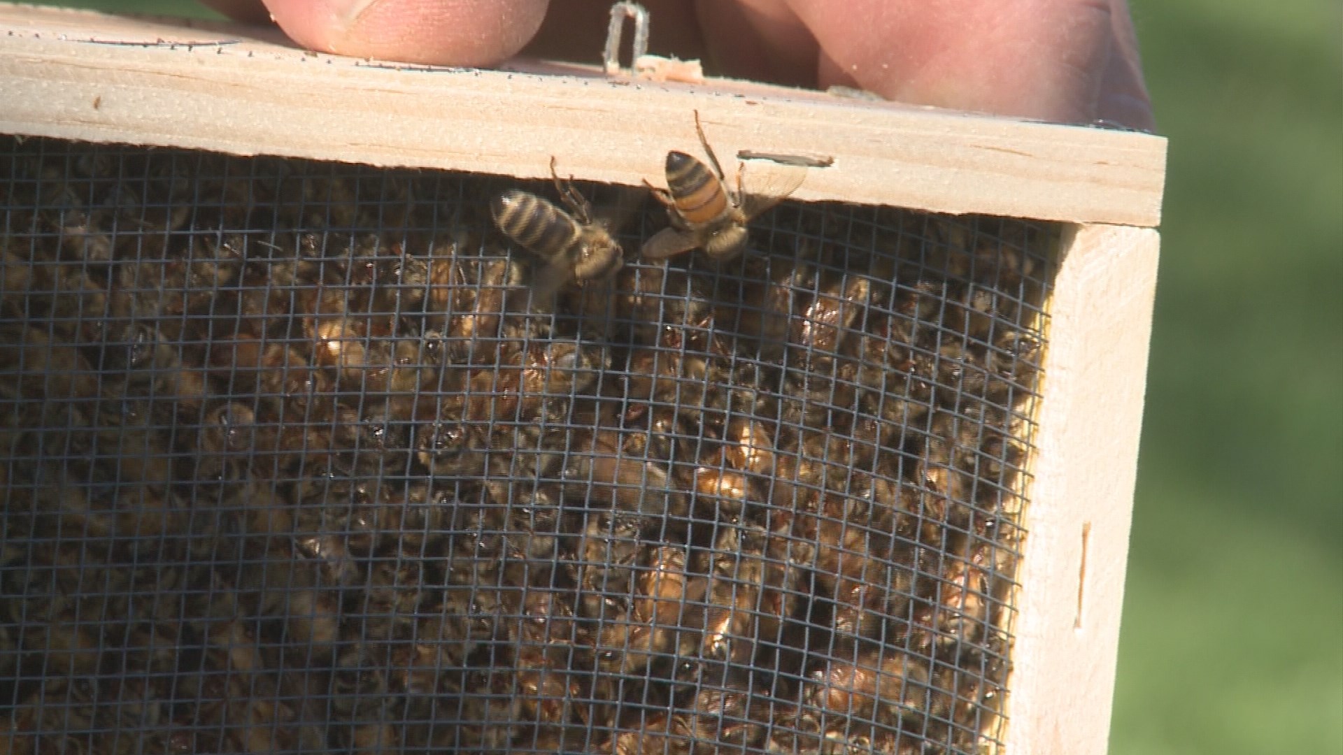 Governor's mansion gets 30,000 honey bees | king5.com