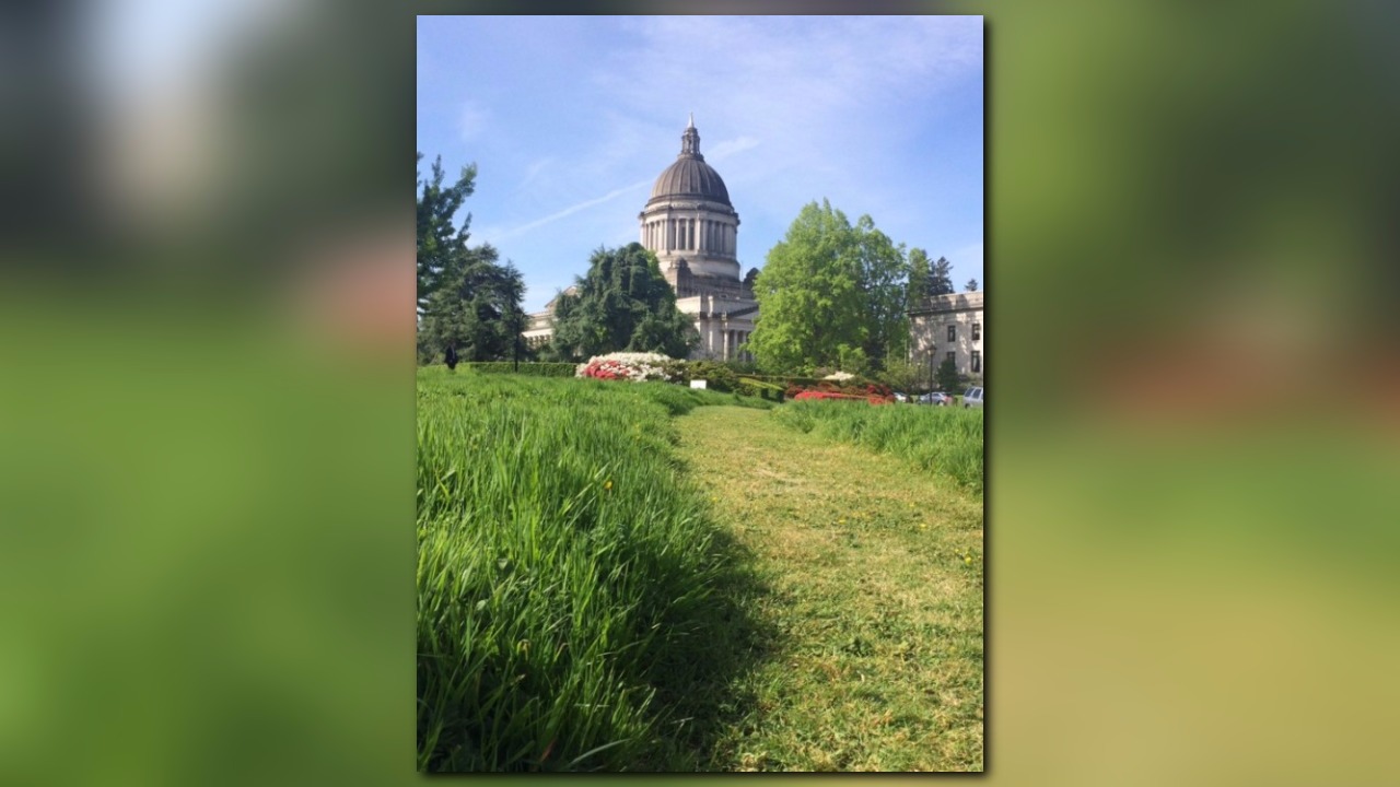 Overgrown State Capitol lawn is no accident | king5.com