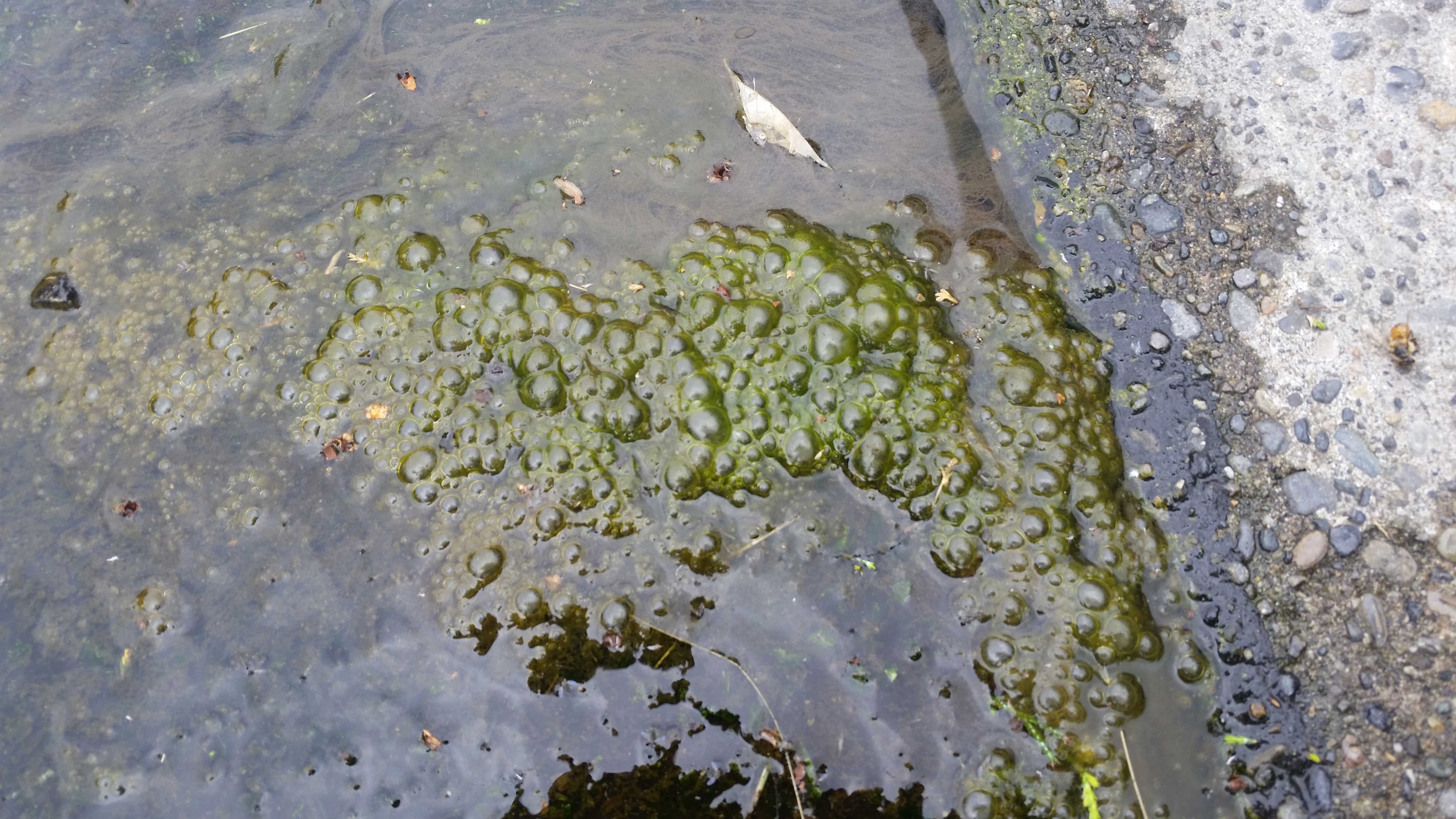 Neighbors frustrated by Seattle's response to groundwater issue | king5.com