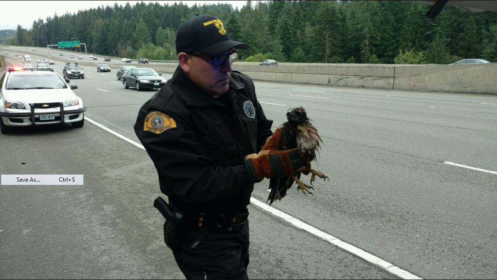 Hawk rescued from interstate is in stable condition | king5.com