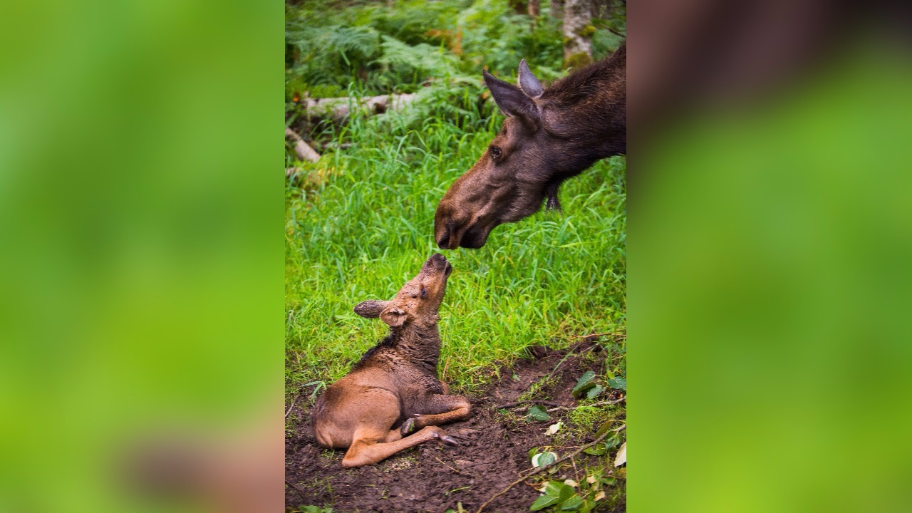 Northwest Trek's newest moose calf finally has a name | king5.com