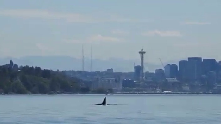 VIDEO: Transient whales visit Seattle's waters | king5.com