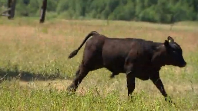 Rancher braces for another grazing season near Teanaway wolf pack ...