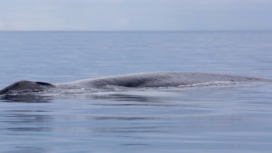 Rare Fin whale spotted in Puget Sound | krem.com