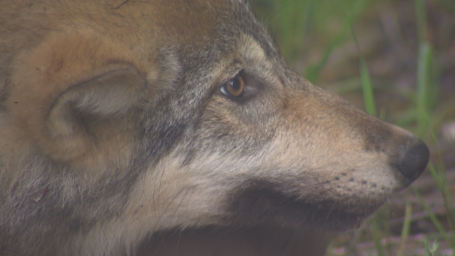 Oregon ranchers asks state to kill wolves that attacked calf | kgw.com