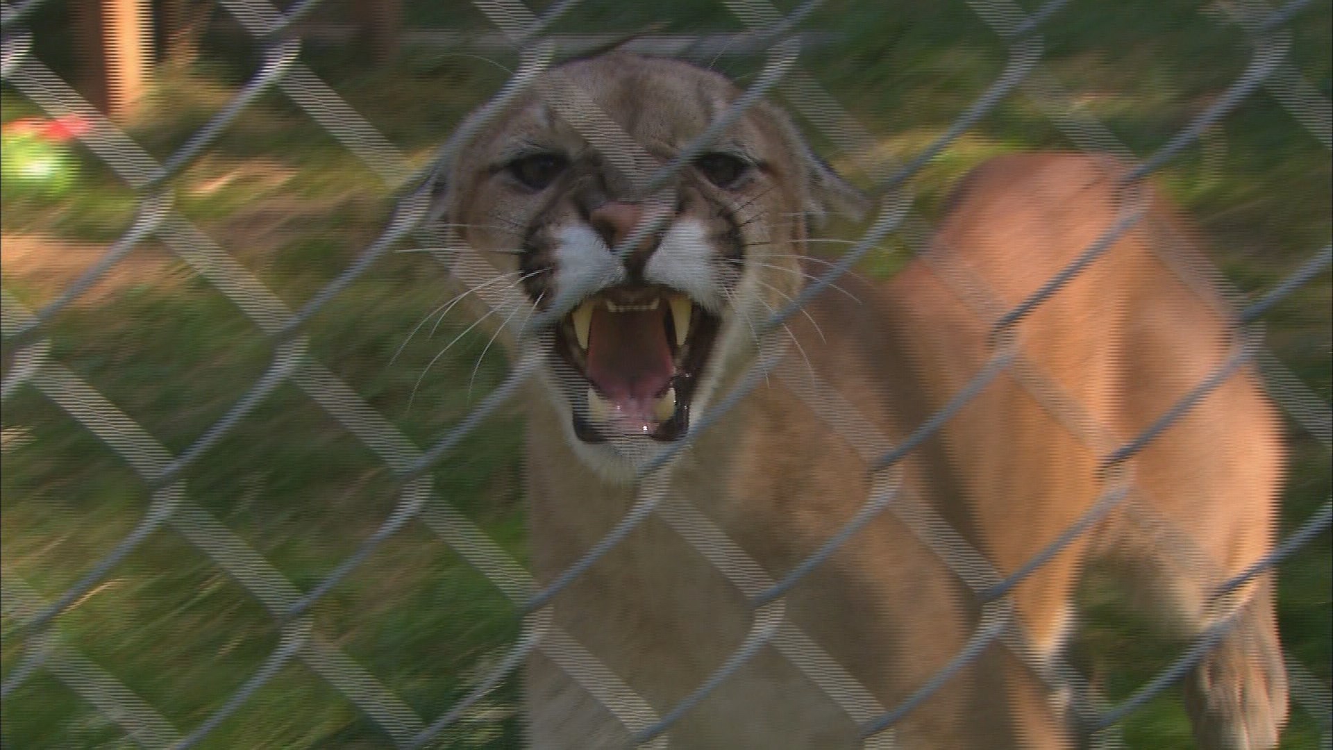 Oregon Big Cats need a home | king5.com