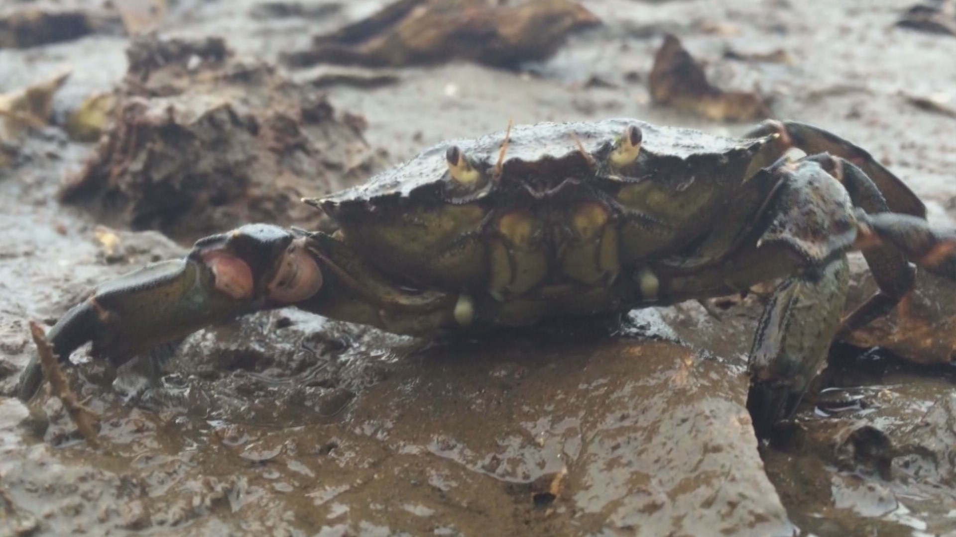 Invasive crab in Puget Sound concerns scientists | king5.com