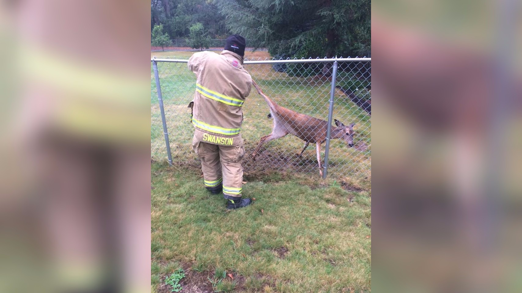 Firefighters rescue deer stuck in fence | king5.com