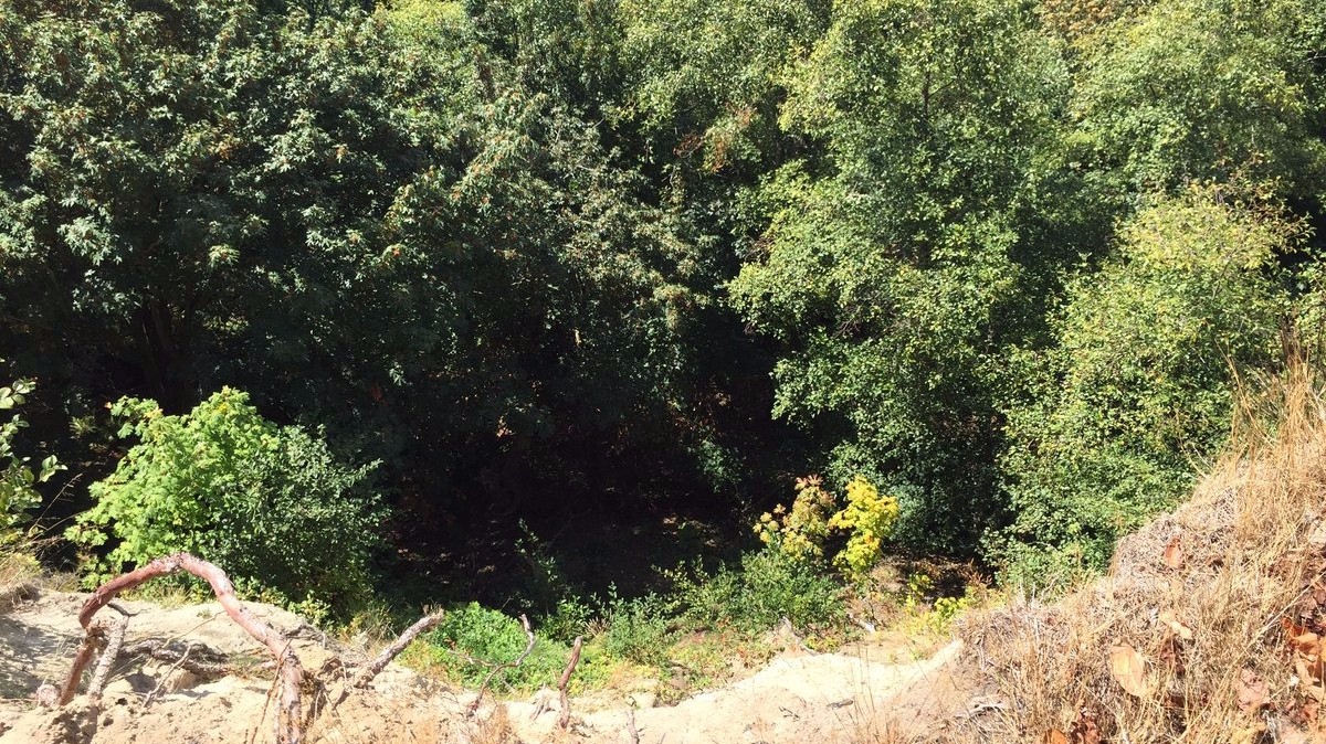 Car goes over embankment in Point Defiance Park | king5.com
