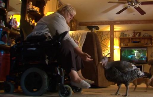 Turkey serves as emotional support animal for Spokane woman | king5.com