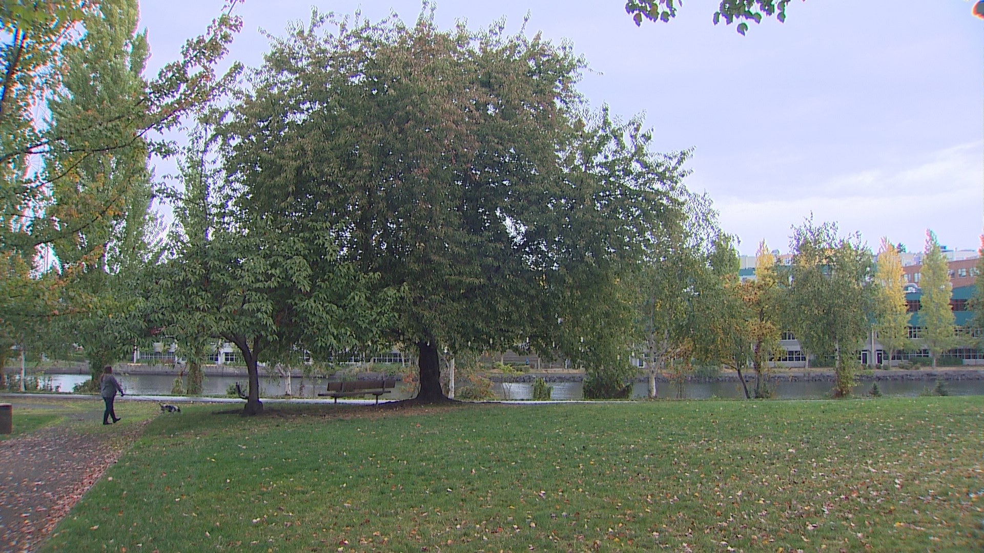 Seattle residents tag 'wishing tree' with hopes and dreams | king5.com