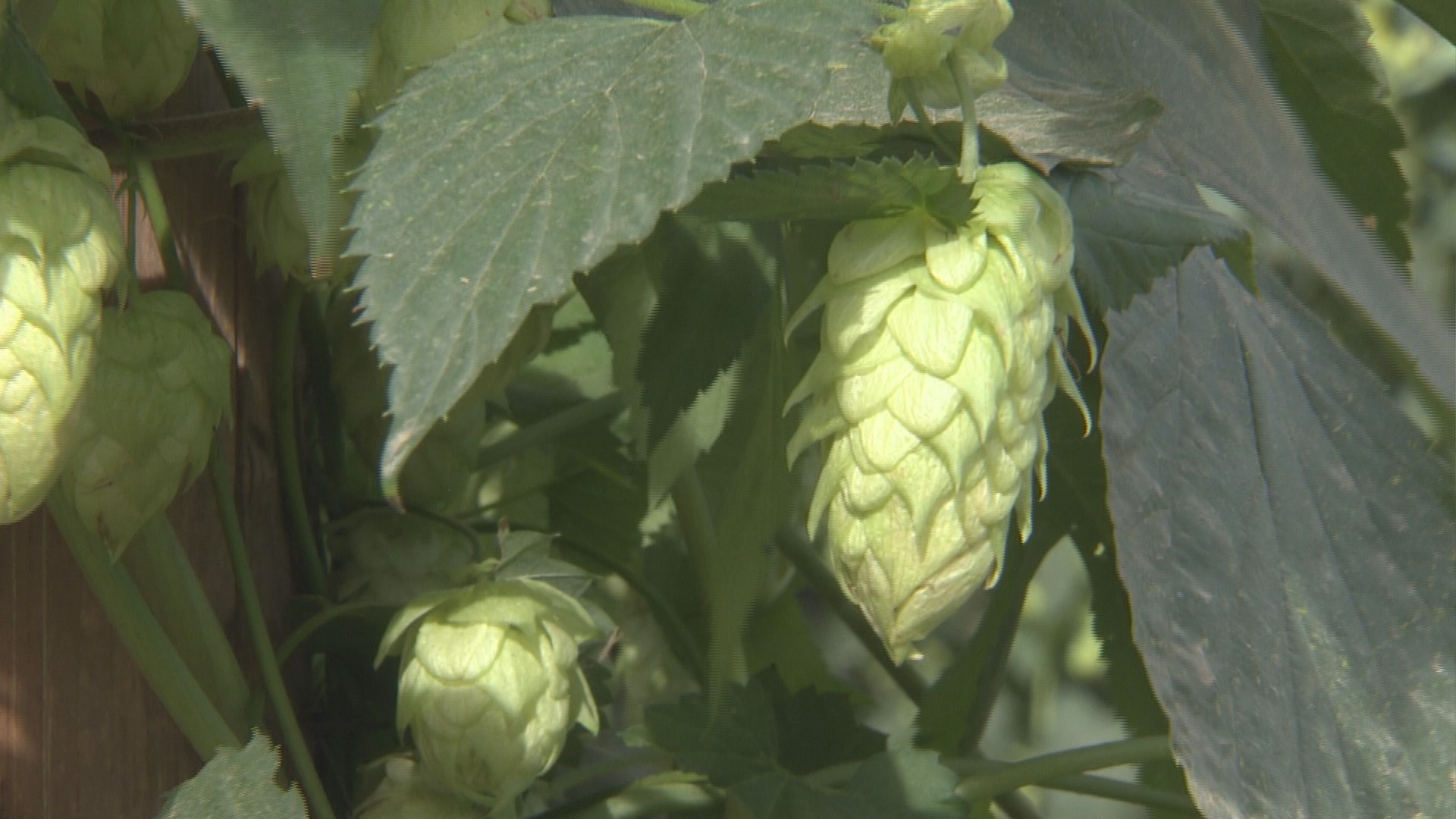 Record WA hops harvest quenching thirsty beer market | king5.com