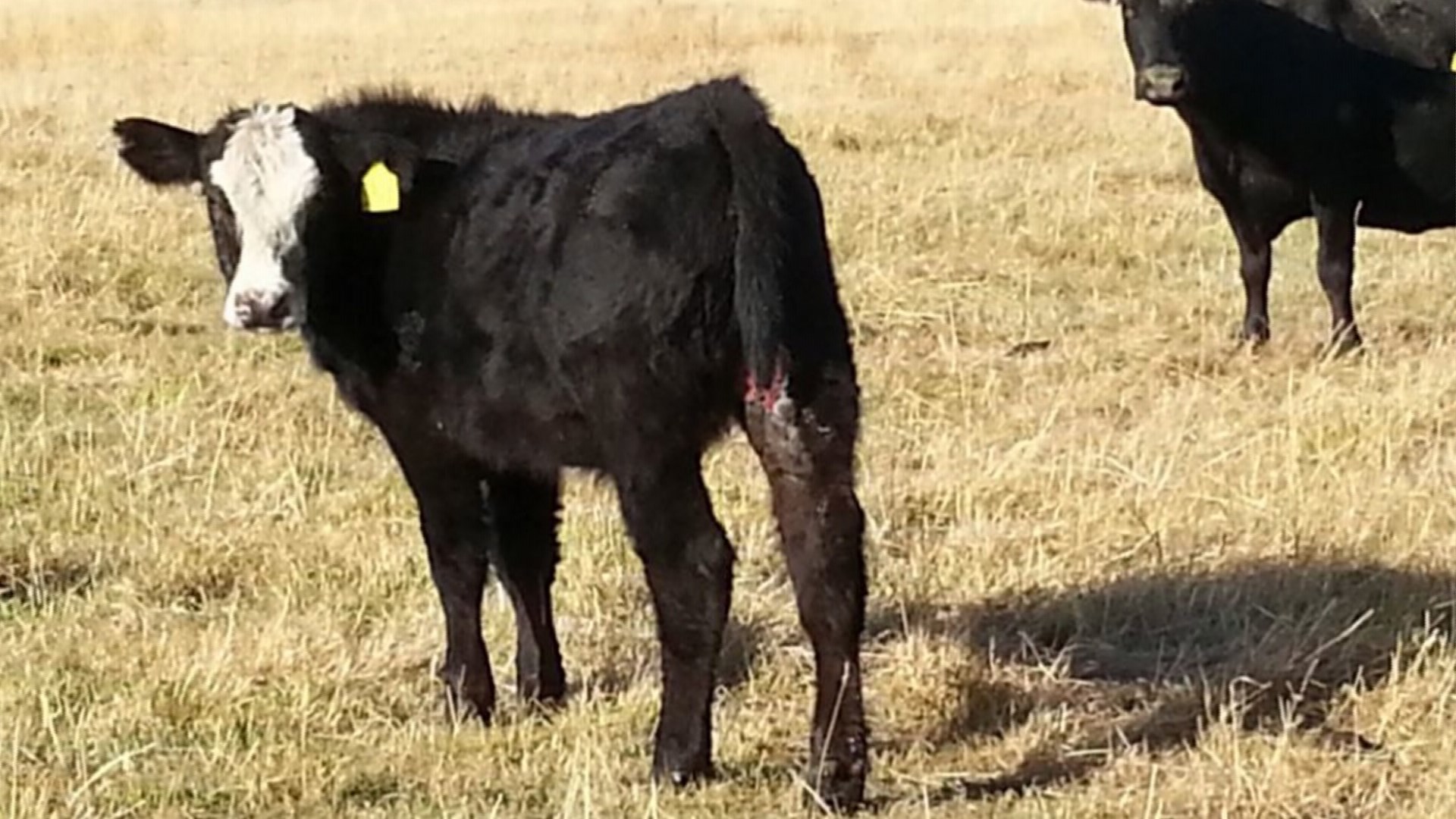Ranchers tense during round-up in wolf country | king5.com