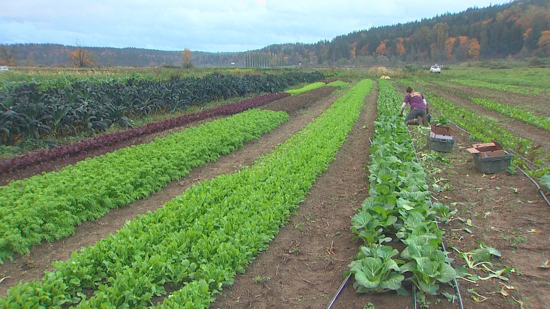 Snoqualmie Valley farmers prepare for early flooding | king5.com