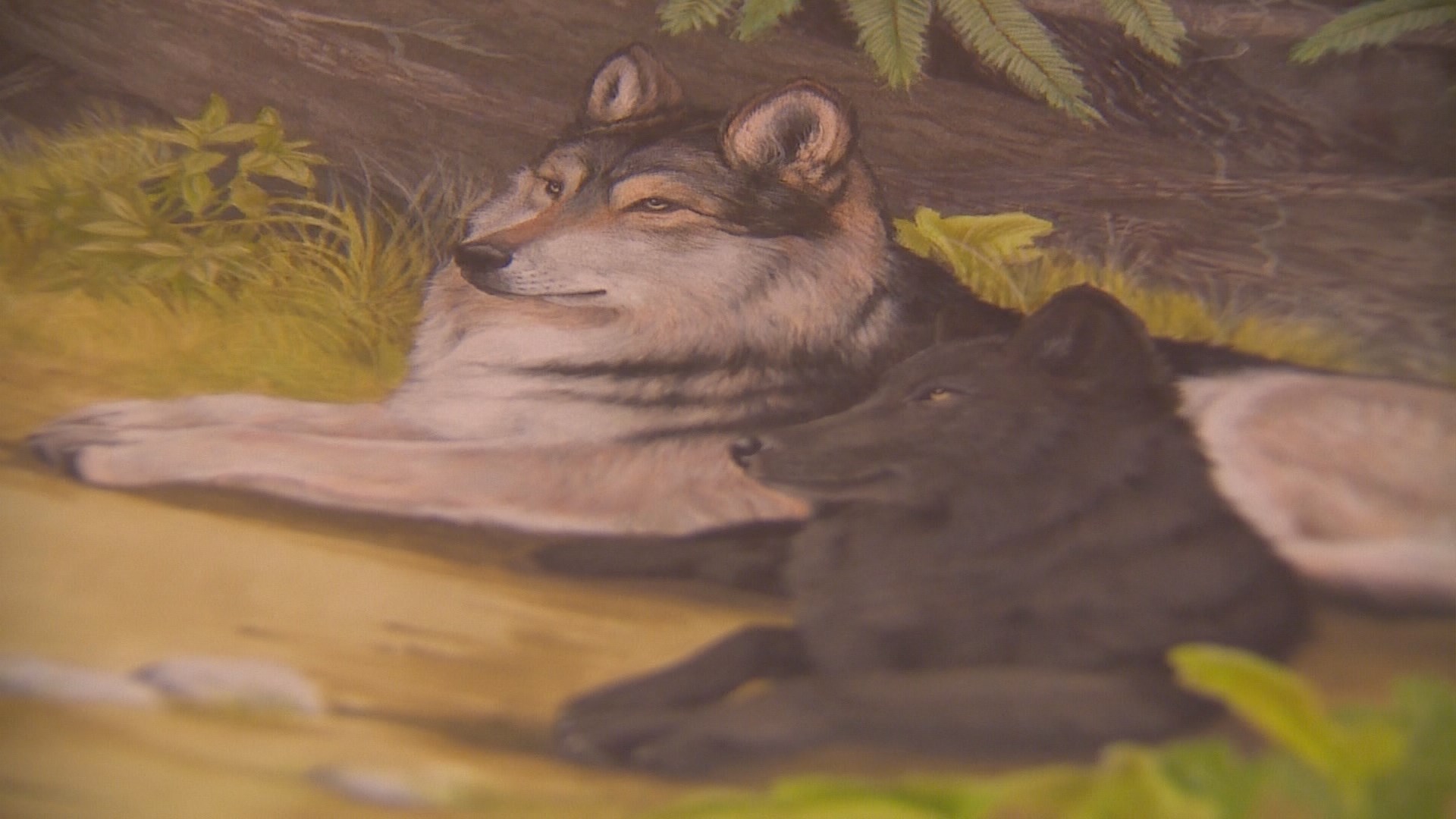 Snohomish woman illustrates new wolf children's book | king5.com